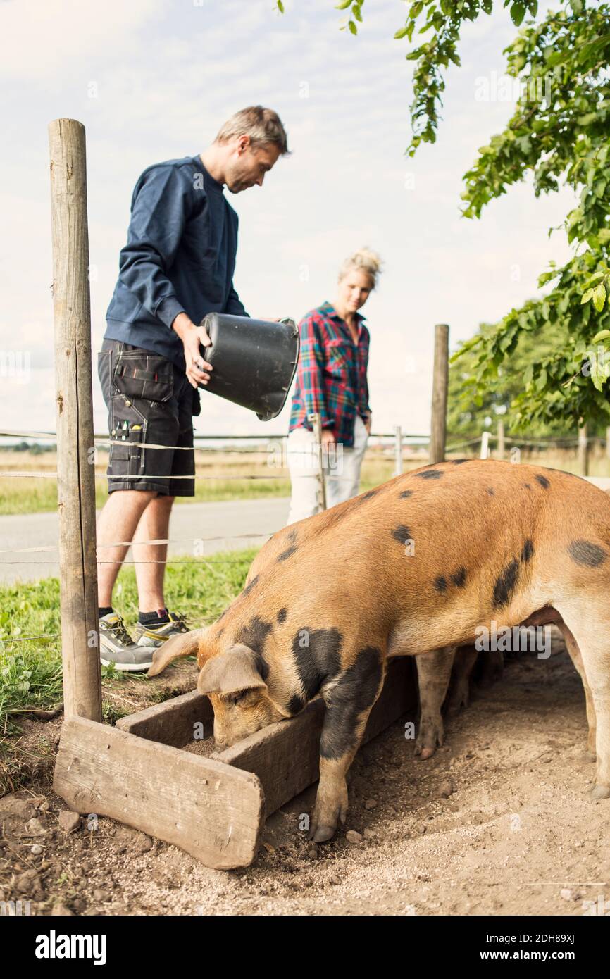 Feeding pig bucket hi-res stock photography and images - Alamy