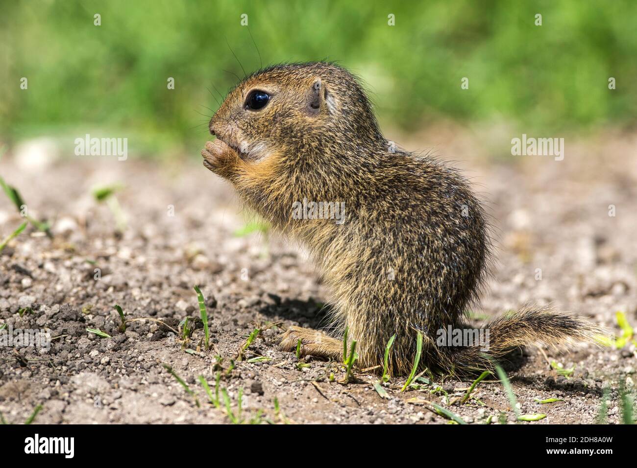 Ziesel (Citellus citellus Stock Photo - Alamy