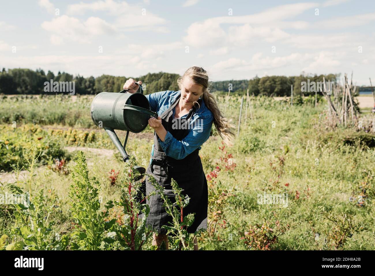 Gardener watering plants growing in hi-res stock photography and images ...