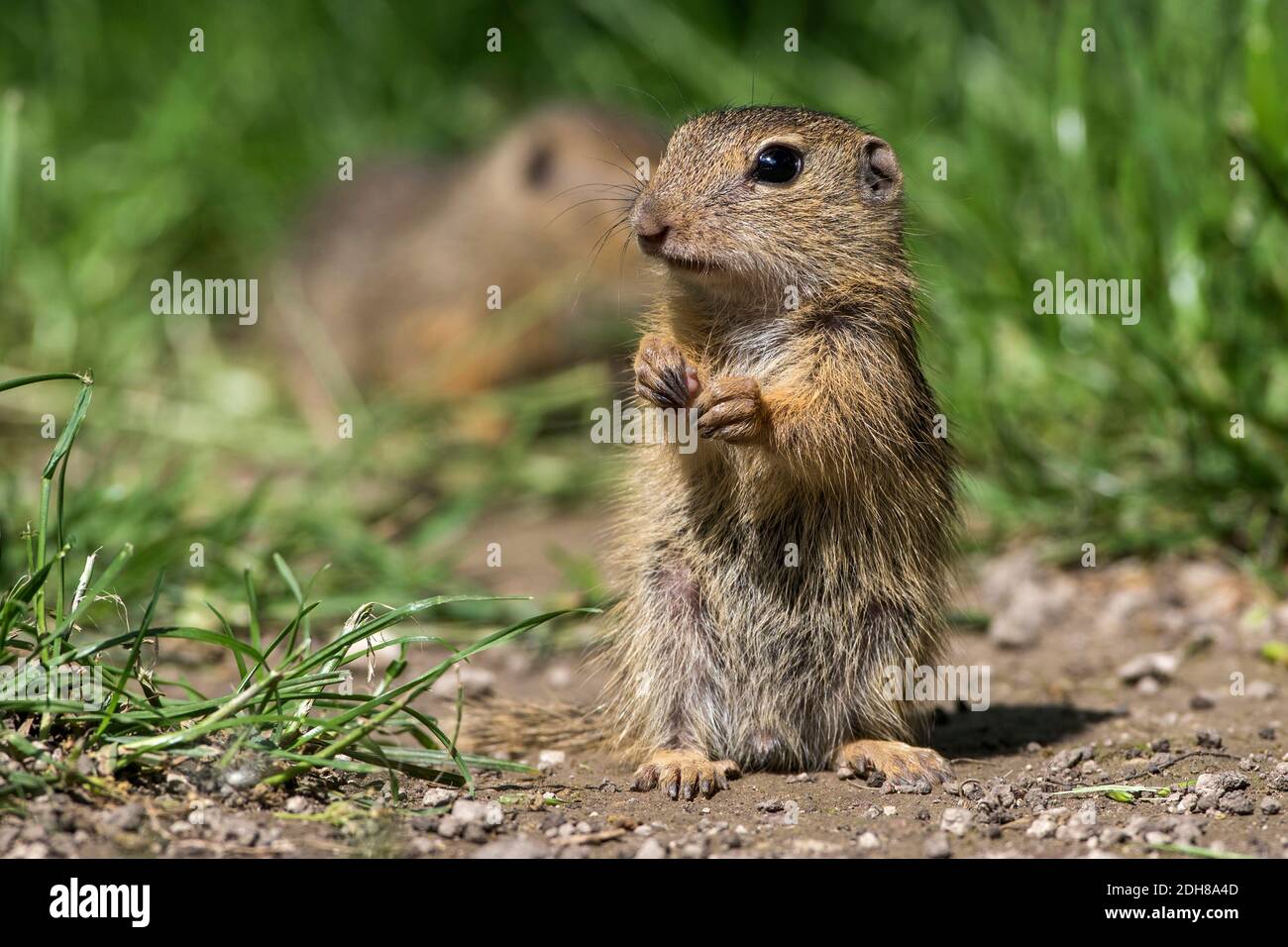 Ziesel (Citellus citellus Stock Photo - Alamy