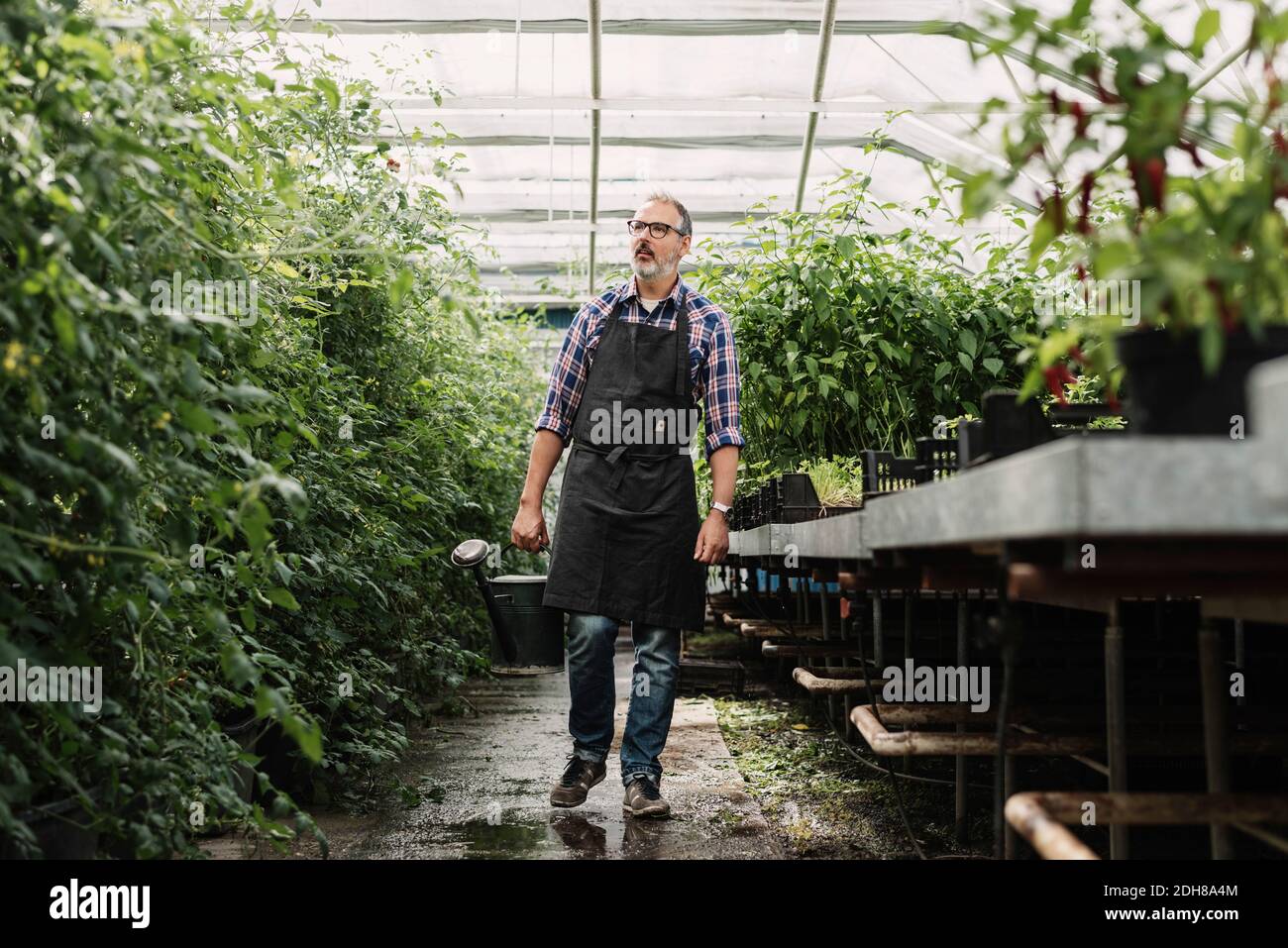 Mature gardener walking watering hi-res stock photography and images ...