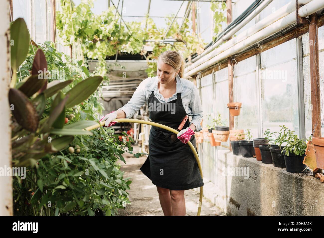 Gardener growing plants in hi-res stock photography and images - Alamy