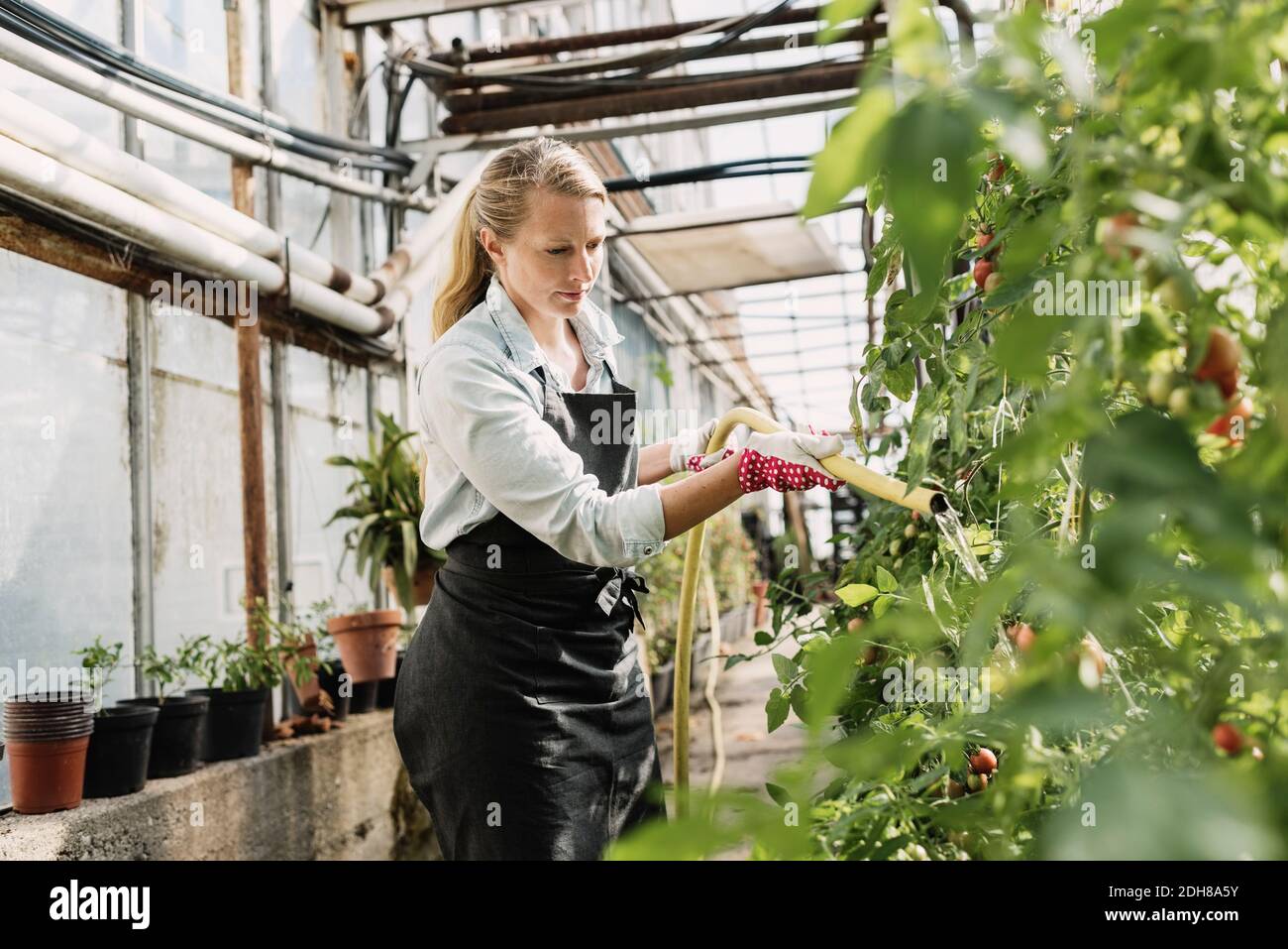 Gardener watering plants growing in hi-res stock photography and images - Alamy
