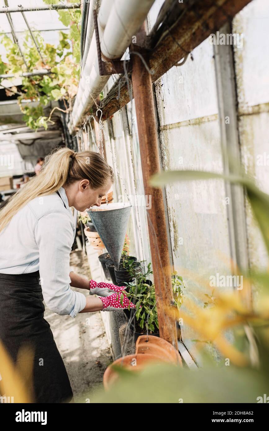 Side view of female gardener checking potted plant in greenhouse Stock ...