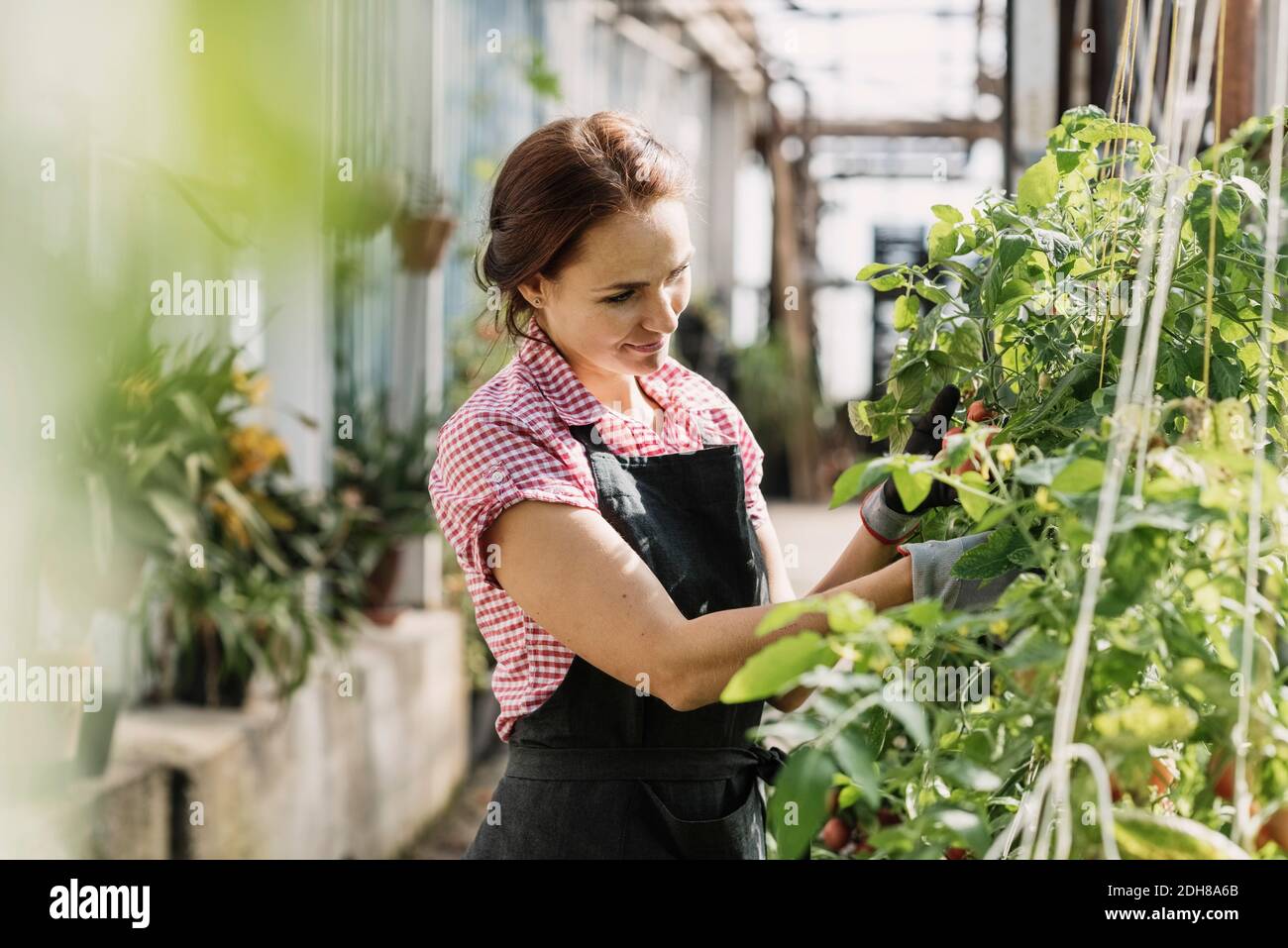 Female gardener working on potted plants in greenhouse Stock Photo - Alamy