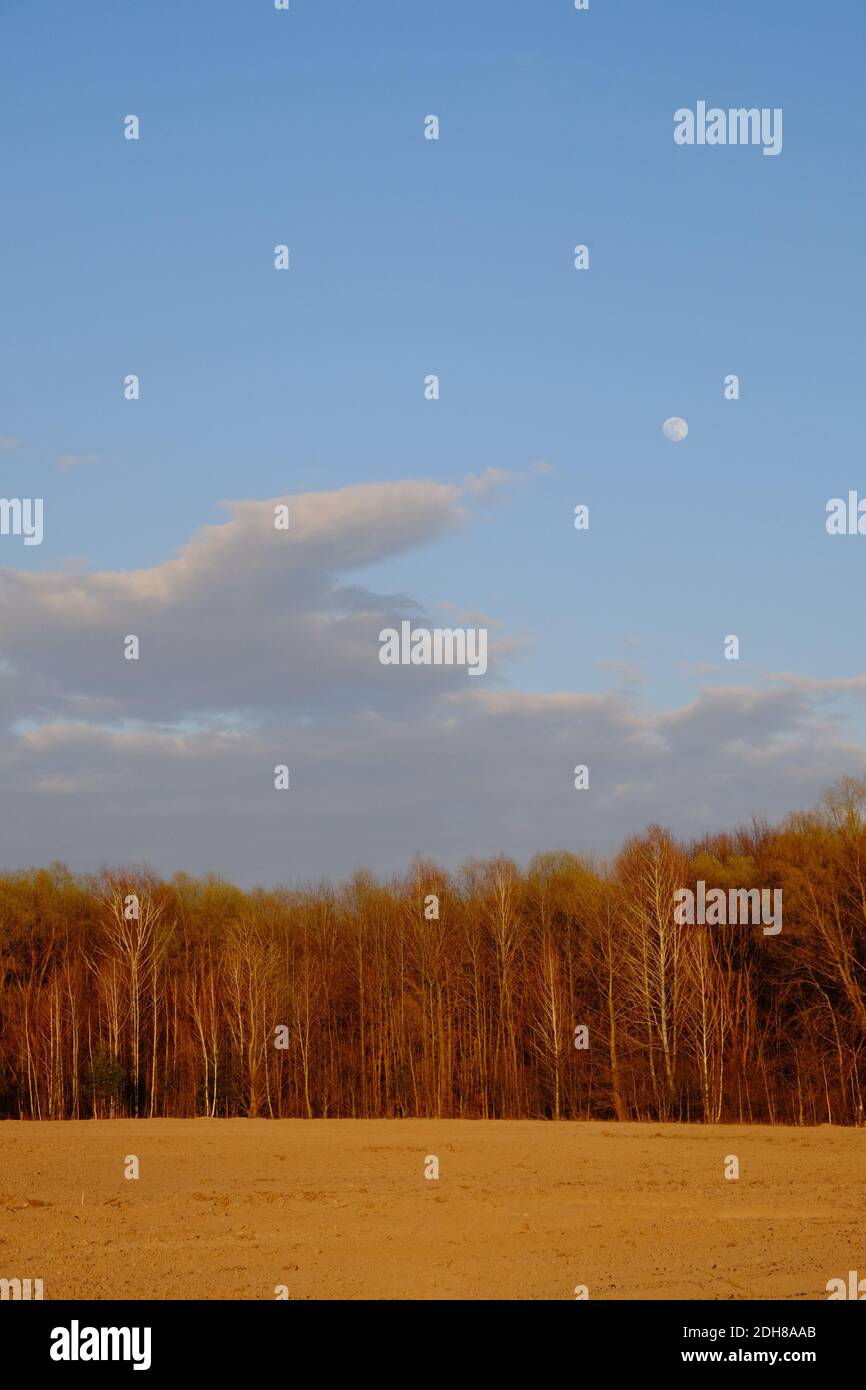Small moon in the evening sky over the forest. Landscape Stock Photo ...