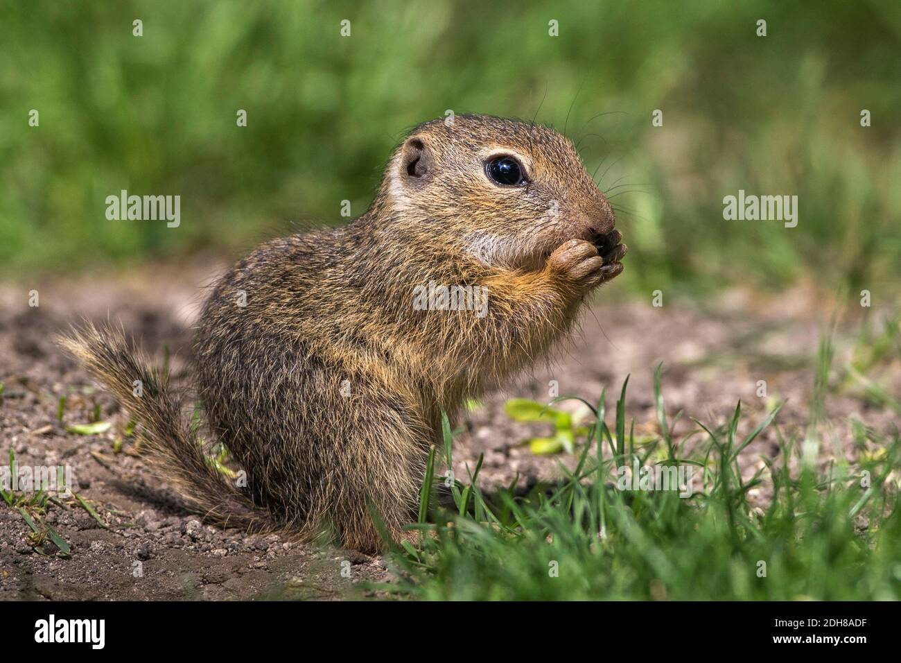 Ziesel (Citellus citellus Stock Photo - Alamy