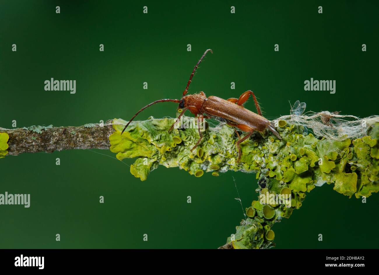 Phymatodes testaceus Tanbark Borer Stock Photo - Alamy