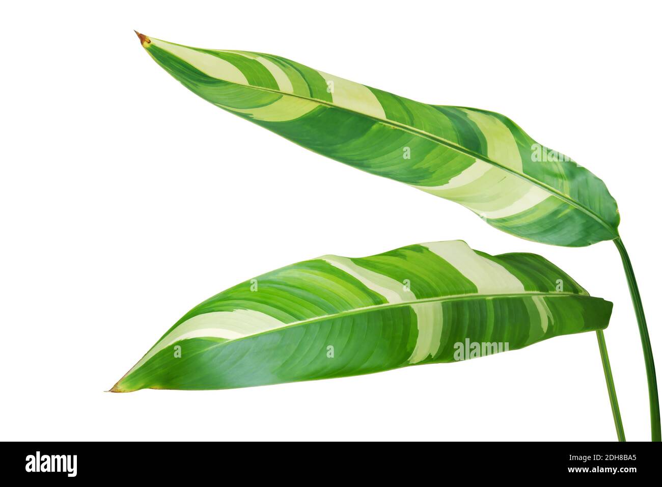 Variegated Tropical Leaves of Heliconia Plant Isolated on White ...