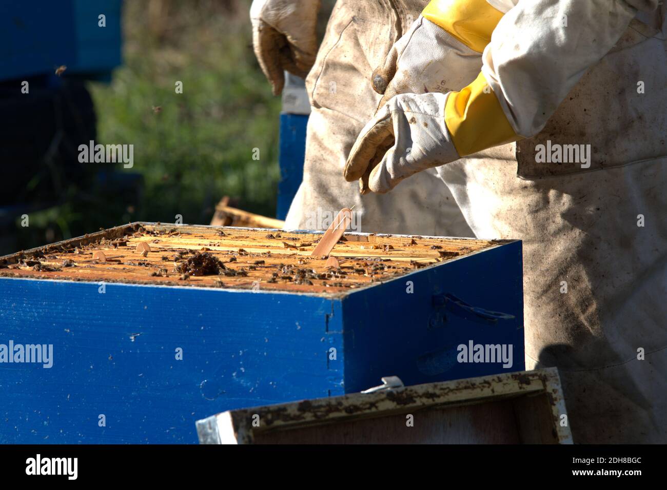 Apiculture, beekeepers take honey from bee hives, from coniferous trees ...