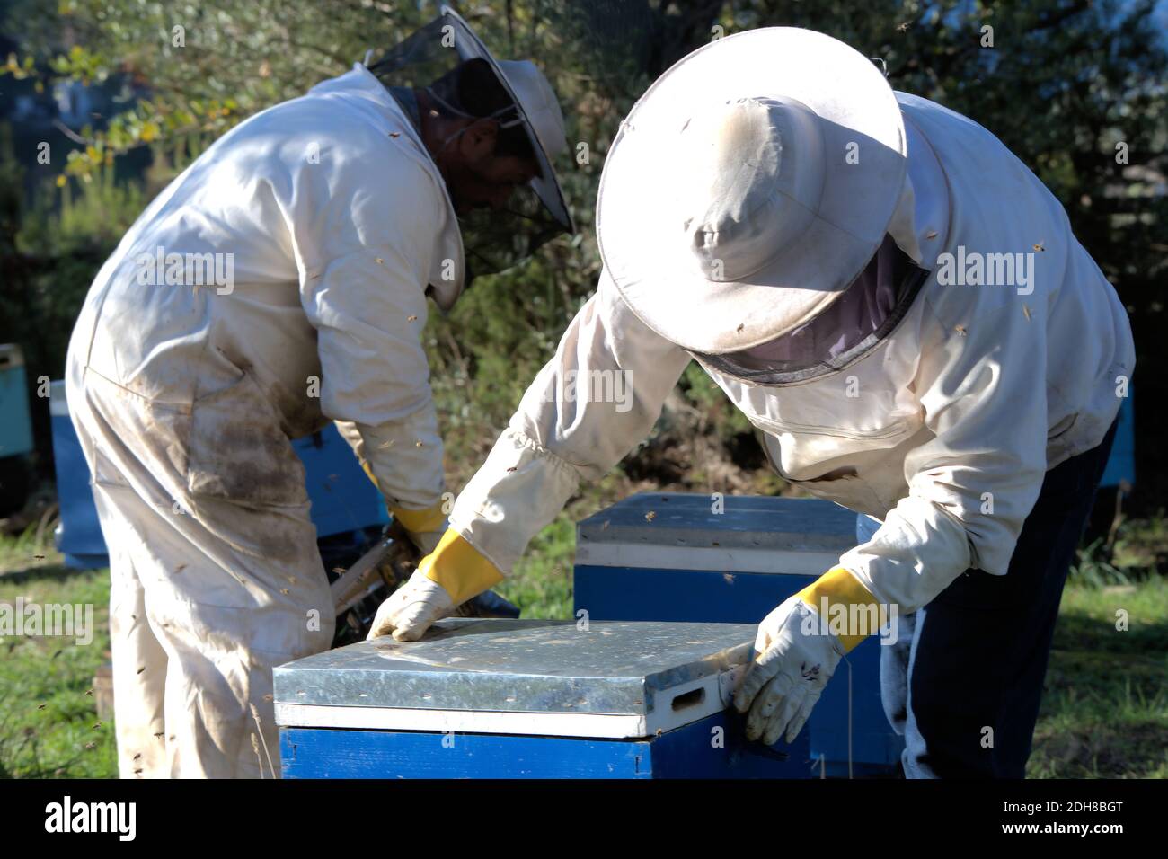 Apiculture, beekeepers take honey from bee hives, from coniferous trees ...