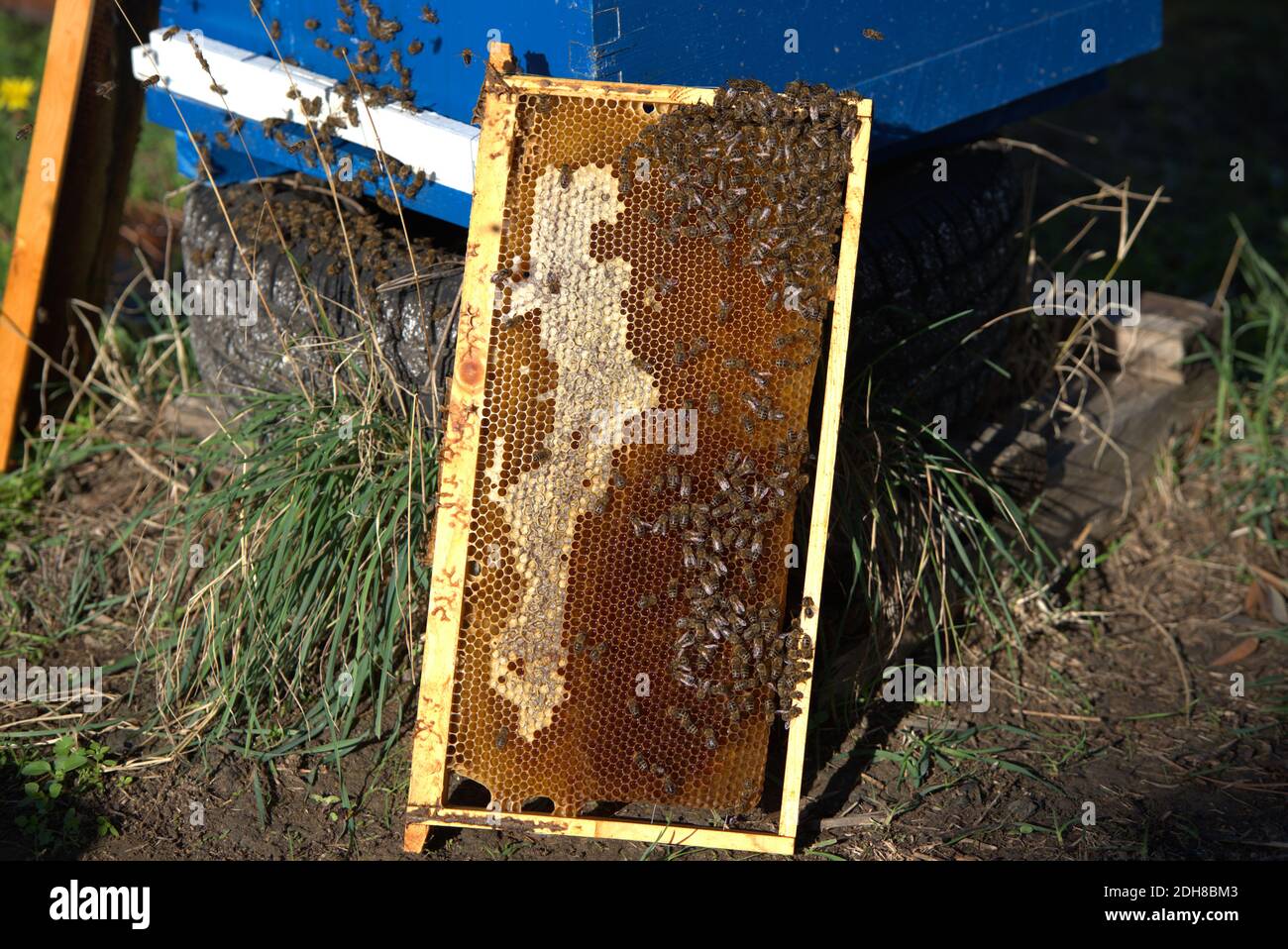 Apiculture, beekeepers take honey from bee hives, from coniferous trees ...