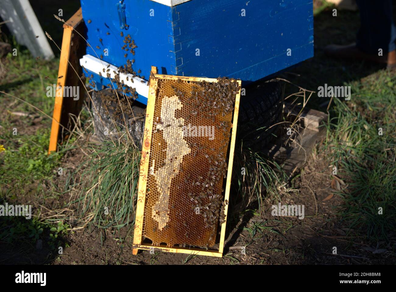 Apiculture, beekeepers take honey from bee hives, from coniferous trees ...