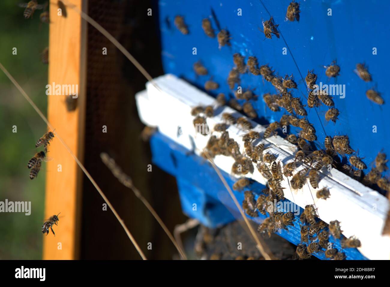 Apiculture, beekeepers take honey from bee hives, from coniferous trees ...