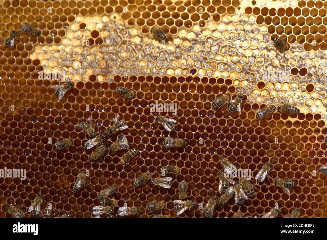Apiculture, beekeepers take honey from bee hives, from coniferous trees ...