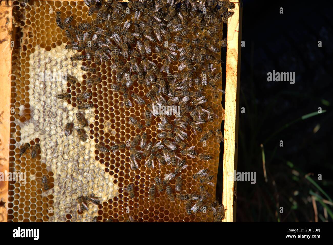 Apiculture, beekeepers take honey from bee hives, from coniferous trees ...