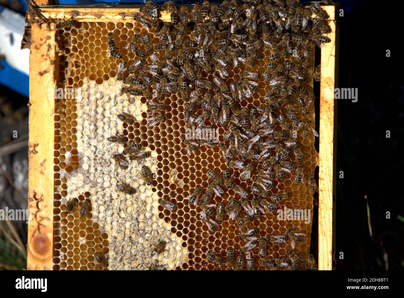Apiculture, beekeepers take honey from bee hives, from coniferous trees ...