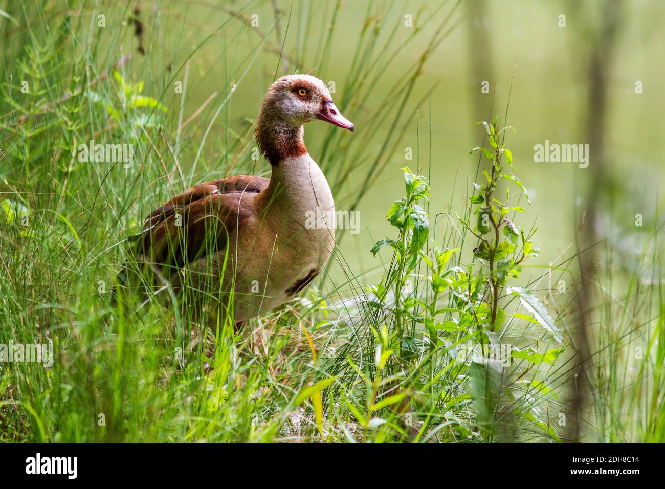 Nilgans (Alopochen aegyptiacus Stock Photo - Alamy