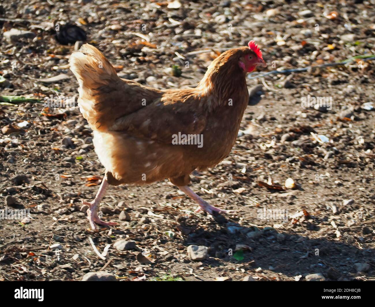 A closeup of a free-range chicken in the yard, side shot Stock Photo ...