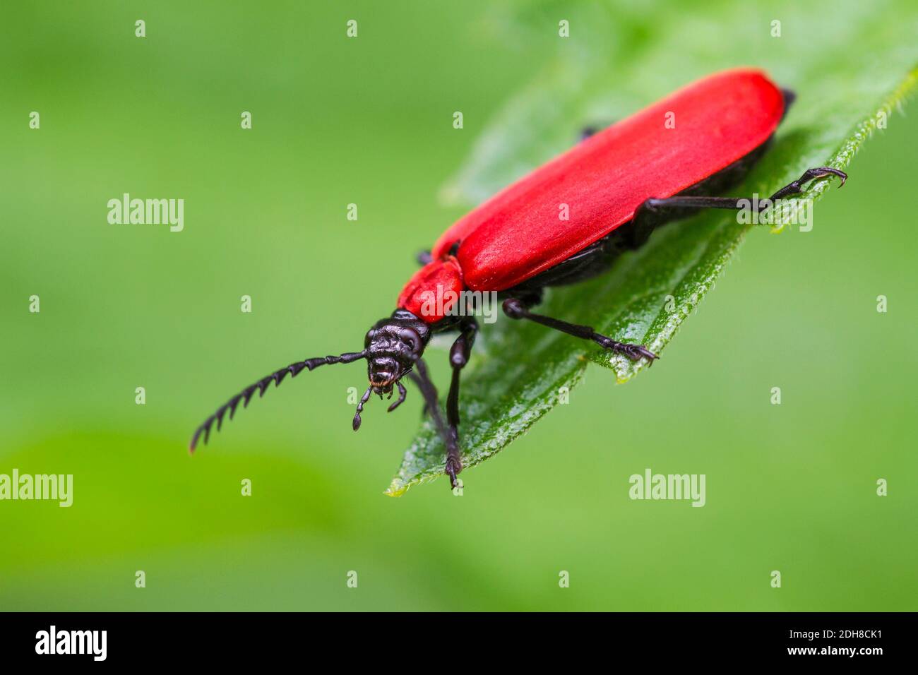 Pyrochroa Coccinea High Resolution Stock Photography and Images - Alamy