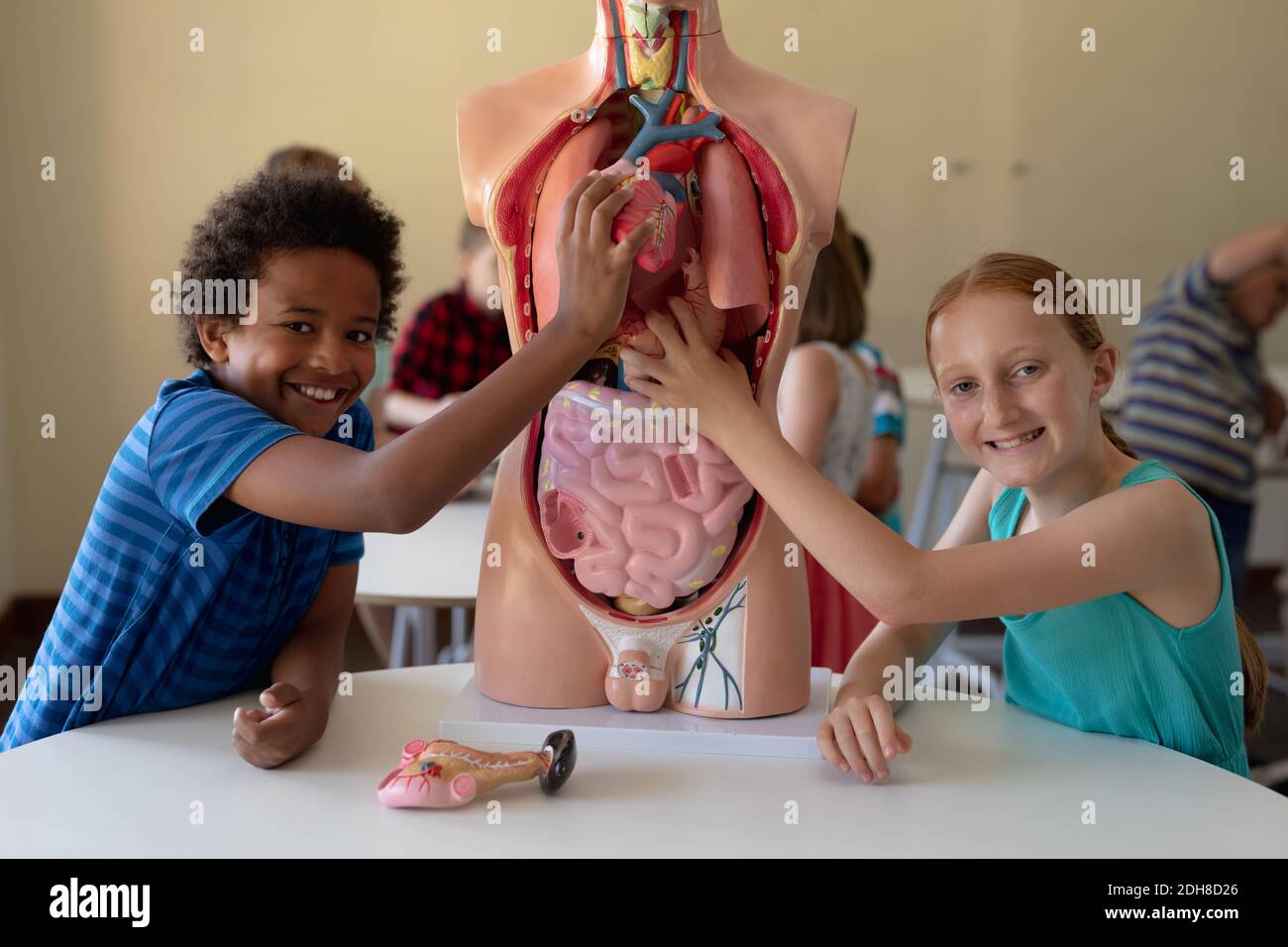 Two elementary school kids working with anatomy model Stock Photo - Alamy