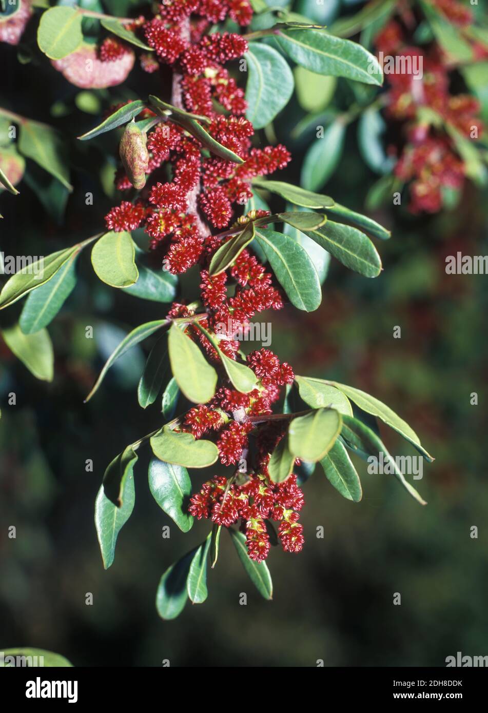 Mastic Pistacia Lentiscus High Resolution Stock Photography and Images ...