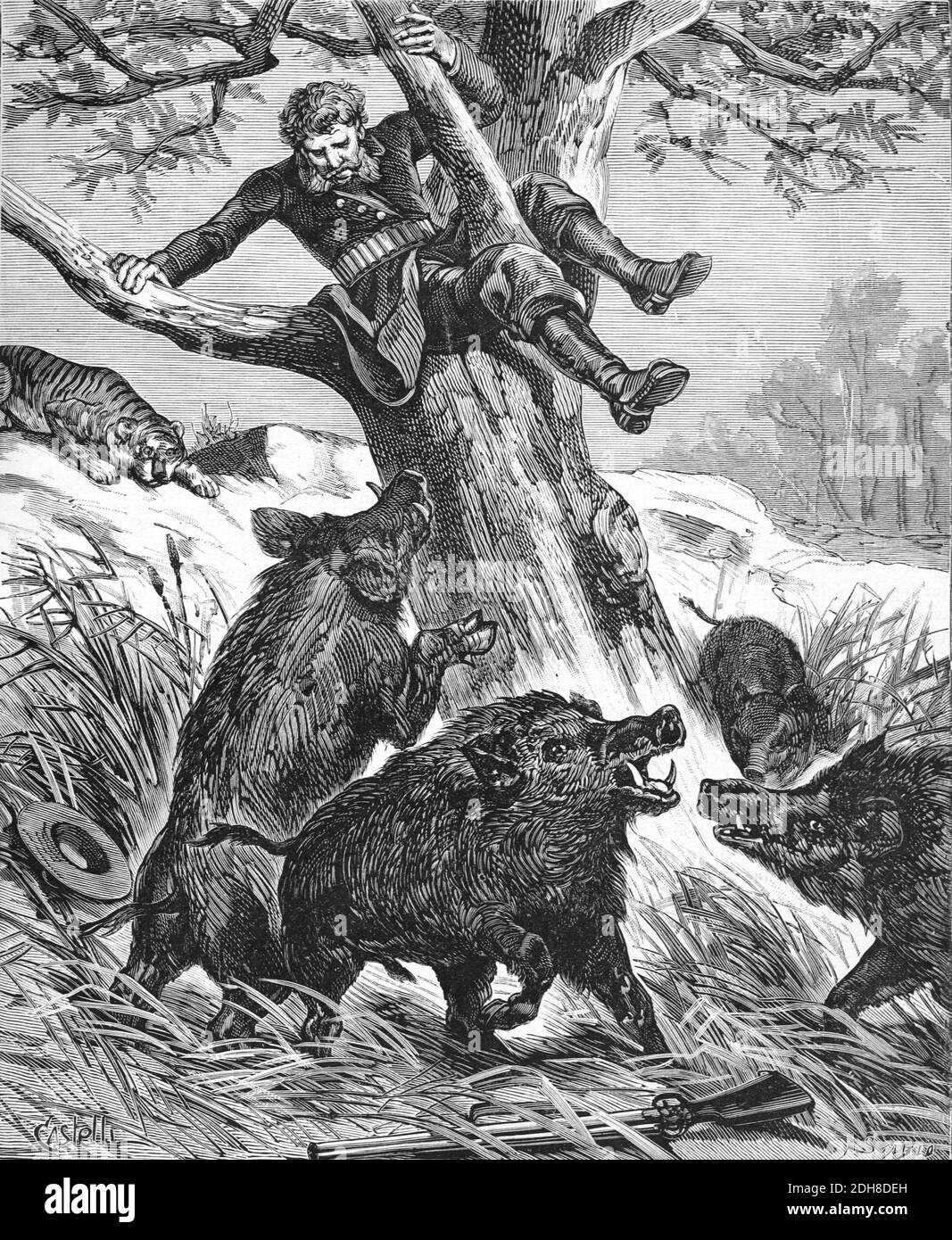 Man Climbs Tree to Escape Attack by Peccaries, Javelinas, Wild Pigs or ...