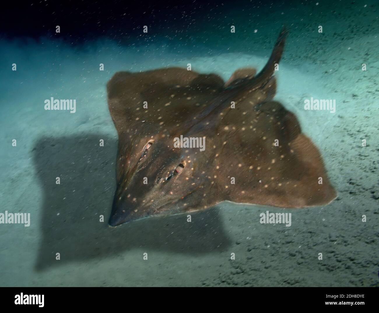 Skate And Ray High Resolution Stock Photography and Images - Alamy