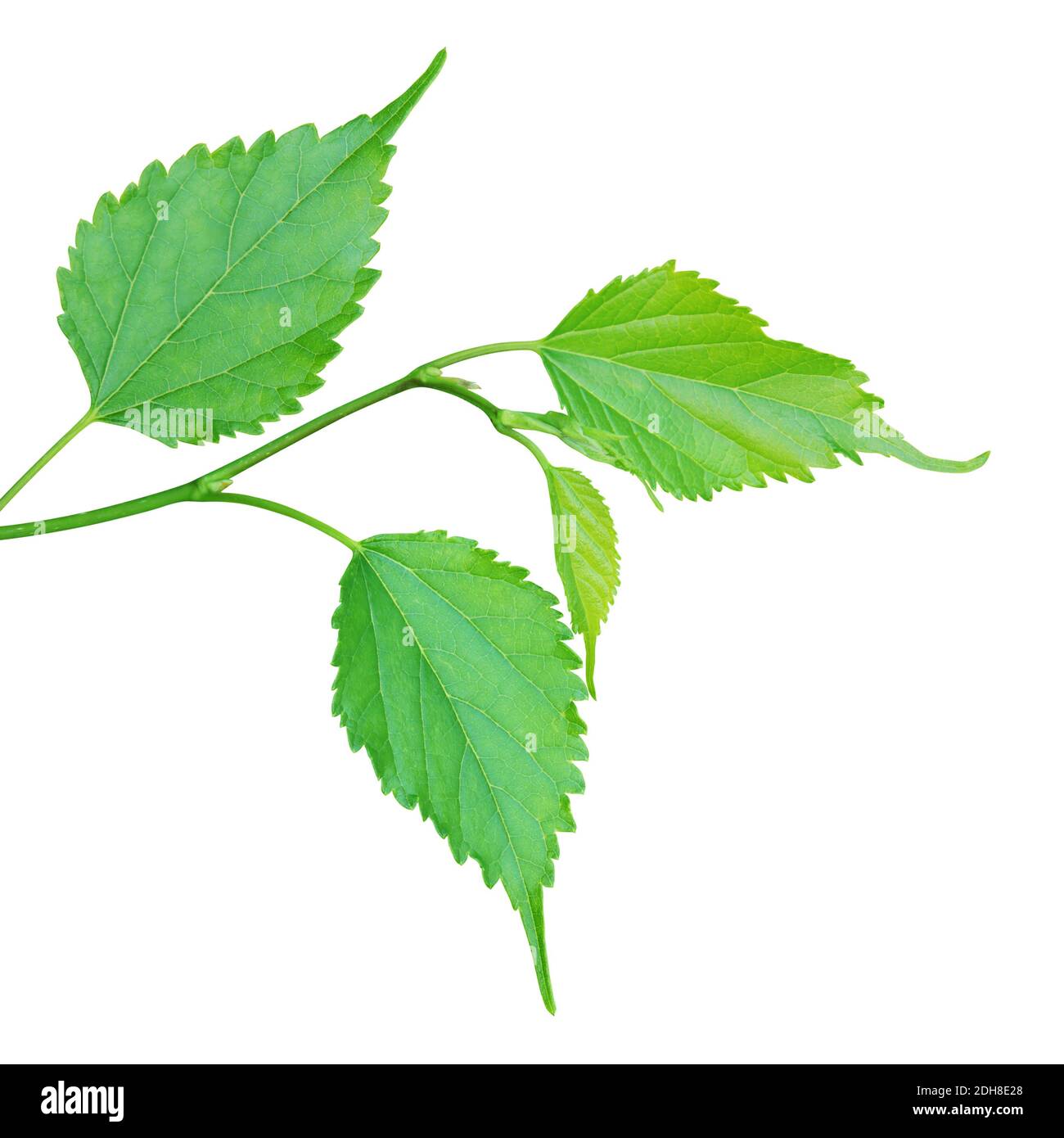 Fresh Green Leaves of Morus nigra L., Black Mulberry Tree Isolated on ...