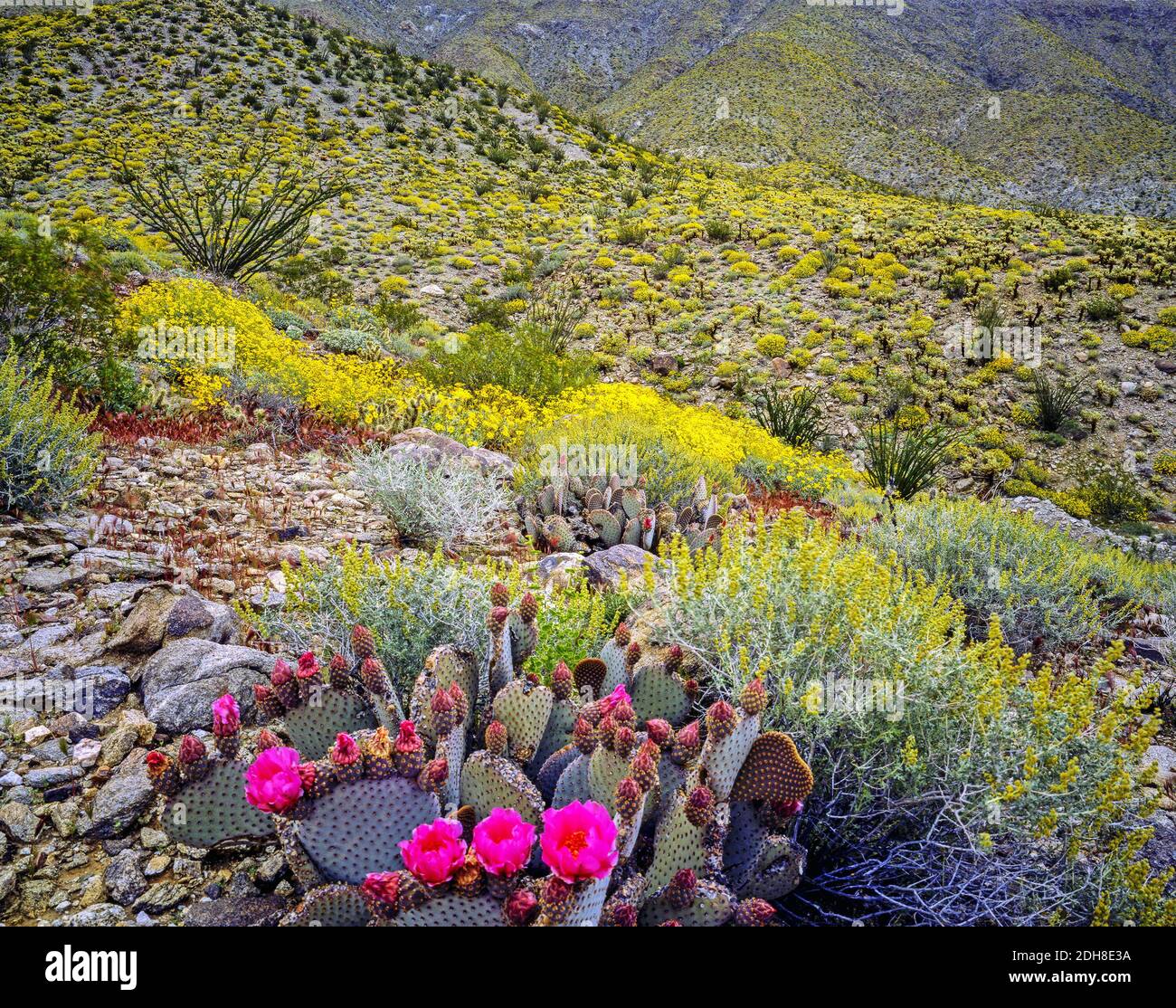 Blooming plants hi-res stock photography and images - Alamy
