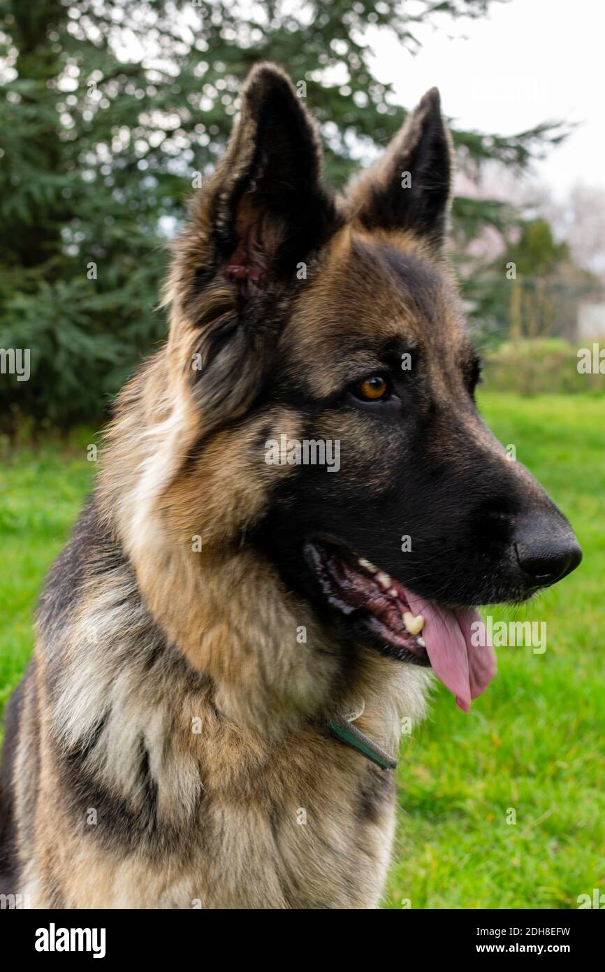 Berger Allemand High Resolution Stock Photography and Images - Alamy