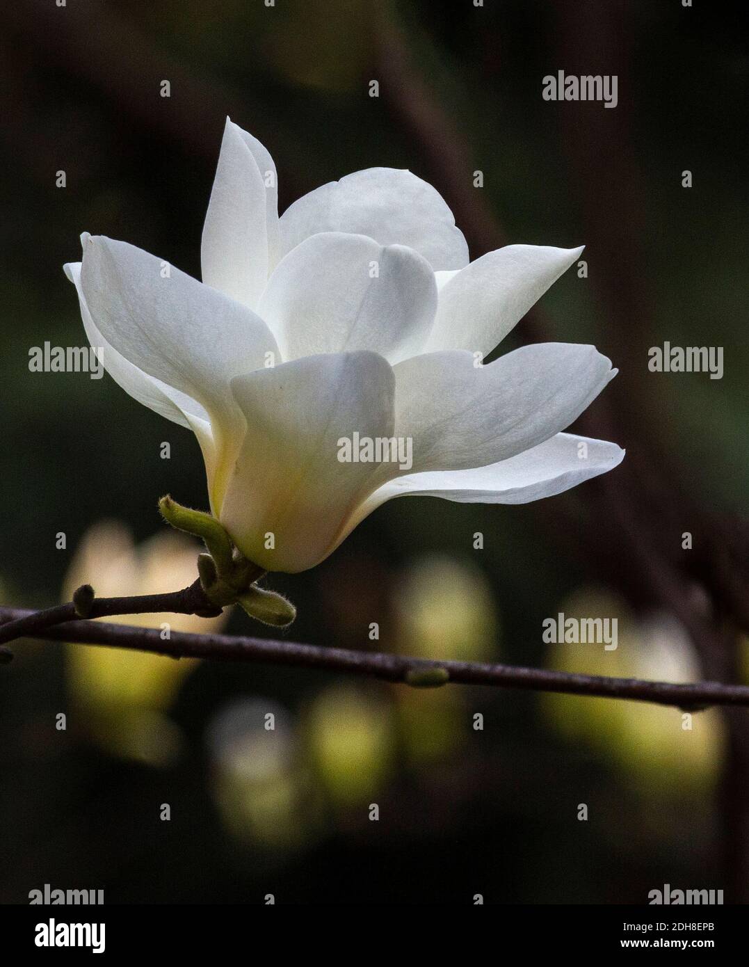 Magnolia (denudata) flowers, the official city flower of Shanghai ...