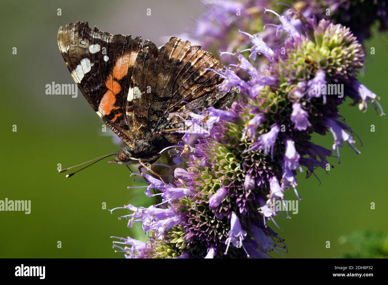 Butterfly adder hi-res stock photography and images - Alamy
