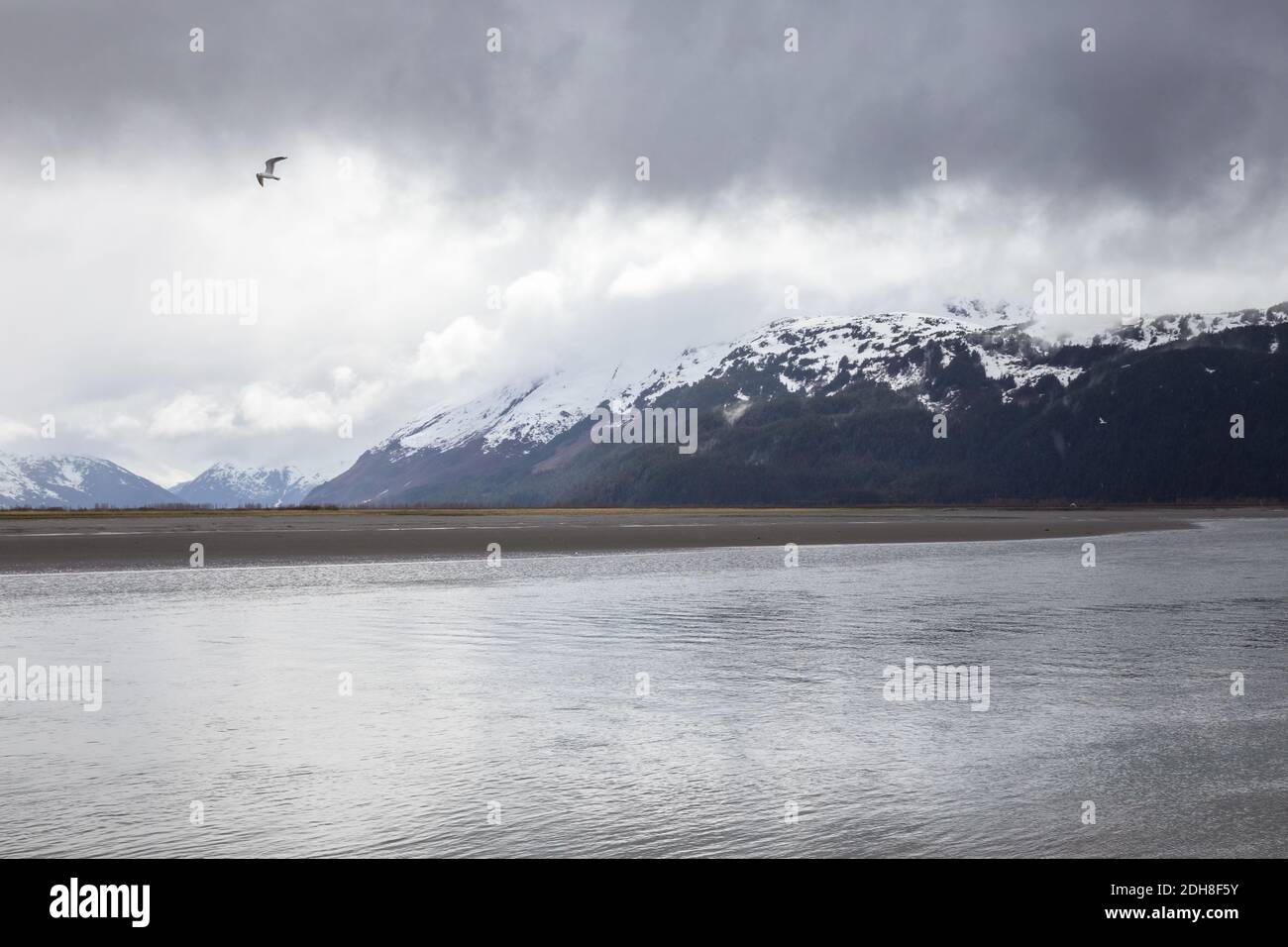 Turnagain arm bird hi-res stock photography and images - Alamy