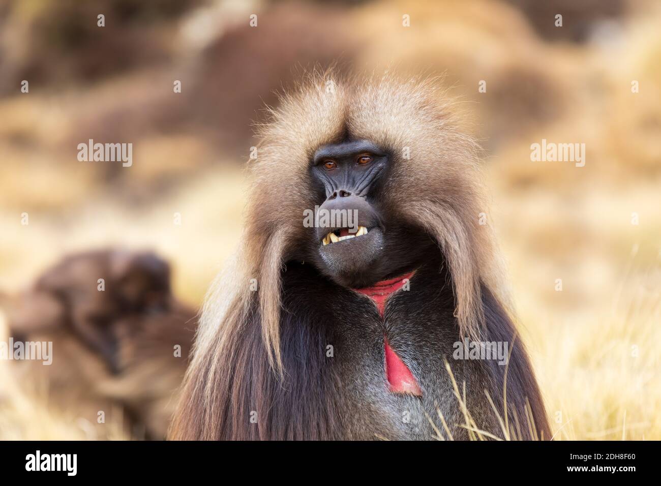 Endemic monkey hi-res stock photography and images - Alamy