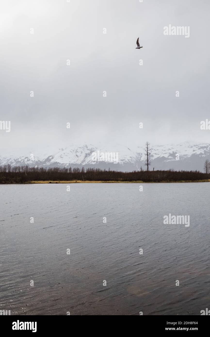 A seagull in a storm in Turnagain Arm, Alaska Stock Photo - Alamy