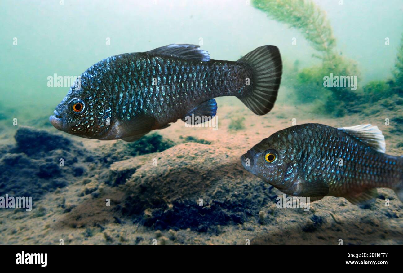 Cyprinodontidae High Resolution Stock Photography and Images - Alamy