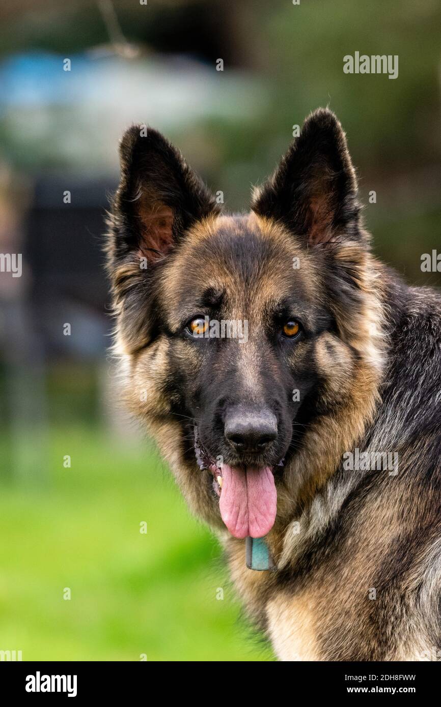 Chien de berger allemand hi-res stock photography and images - Alamy