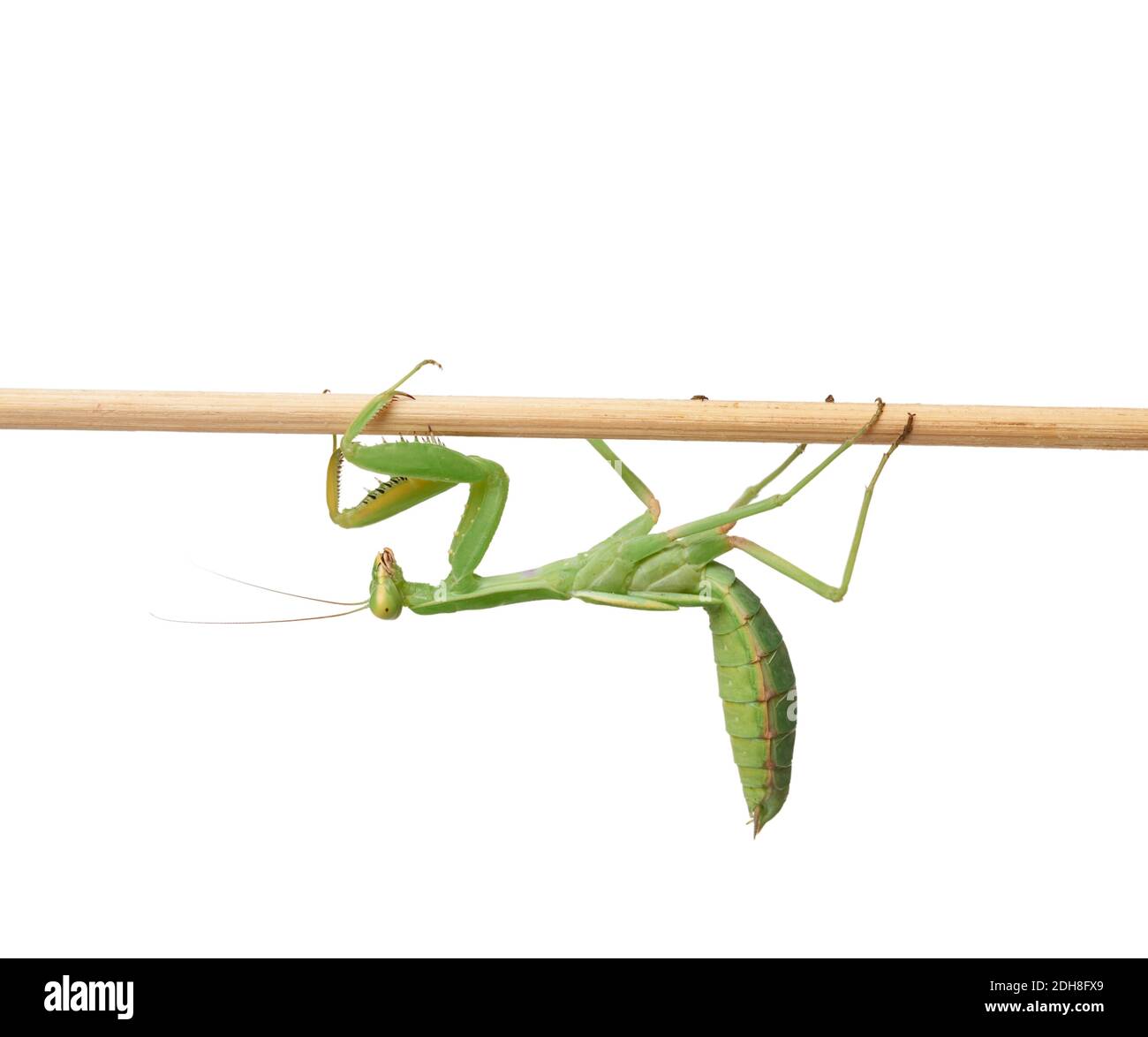 Mantis on the wooden stick hi-res stock photography and images - Alamy