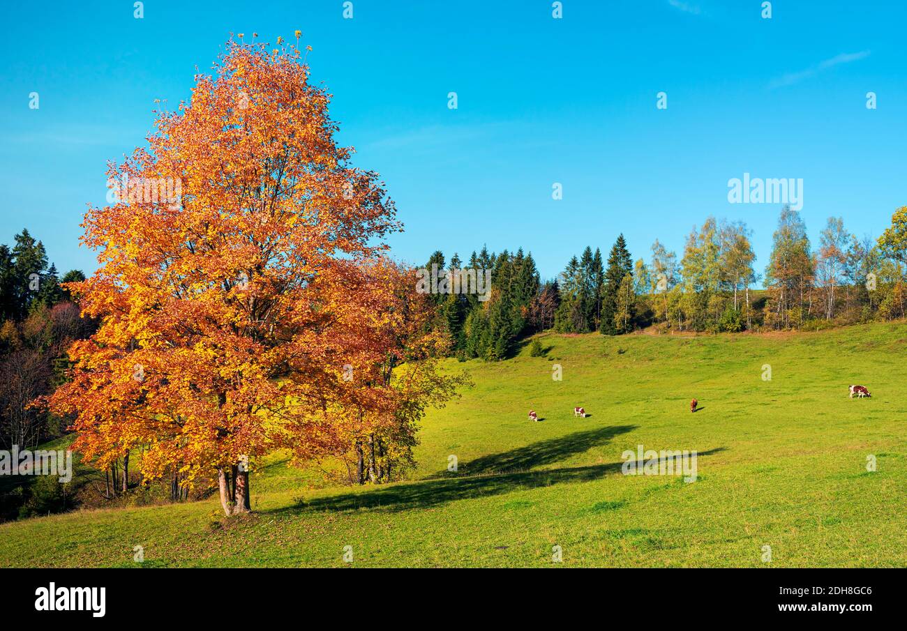 Autumn view on High Tatras mountains national park in Slovakia Stock ...