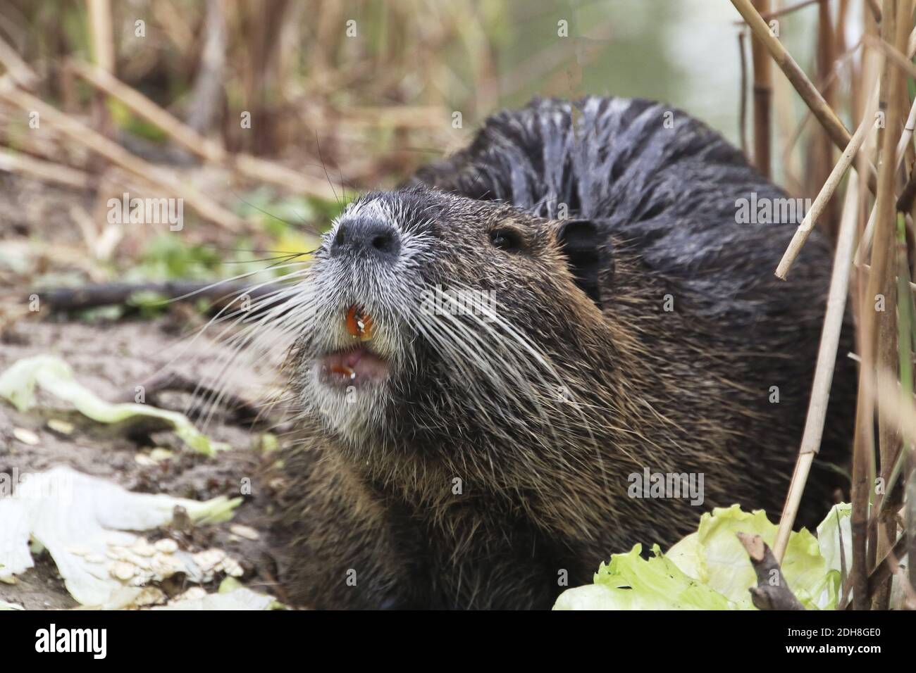 Nutria (myocastor coypus) in a Park, Germany Stock Photo - Alamy