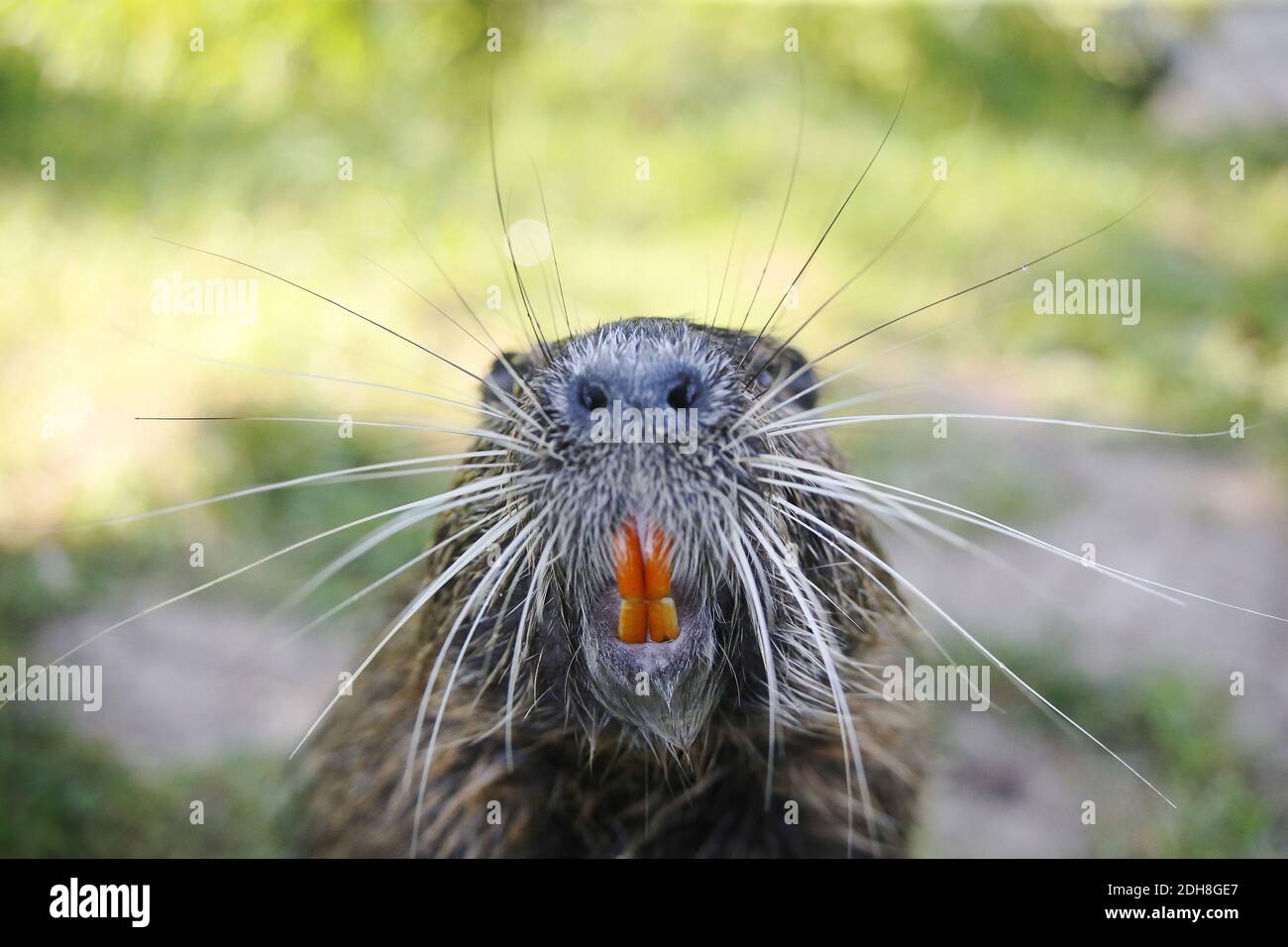 Nutria (myocastor coypus) in a Park, Germany Stock Photo - Alamy