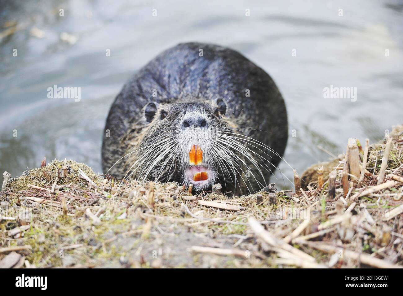 Baby muskrat hi-res stock photography and images - Alamy