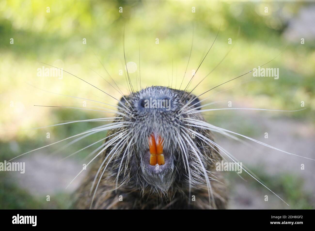 Nutria (myocastor coypus) in a Park, Germany Stock Photo - Alamy