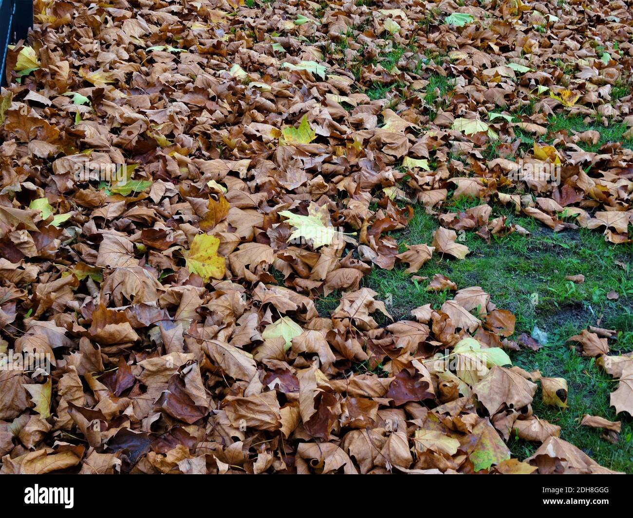 A carpet of fallen autumn leaves Stock Photo - Alamy