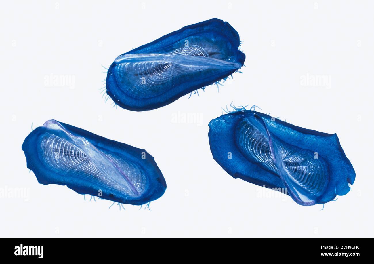 Velella High Resolution Stock Photography and Images - Alamy