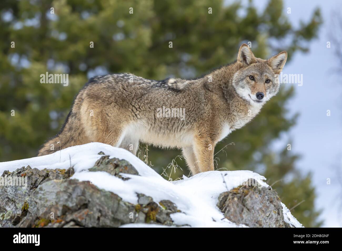 Coyote howling hi-res stock photography and images - Alamy