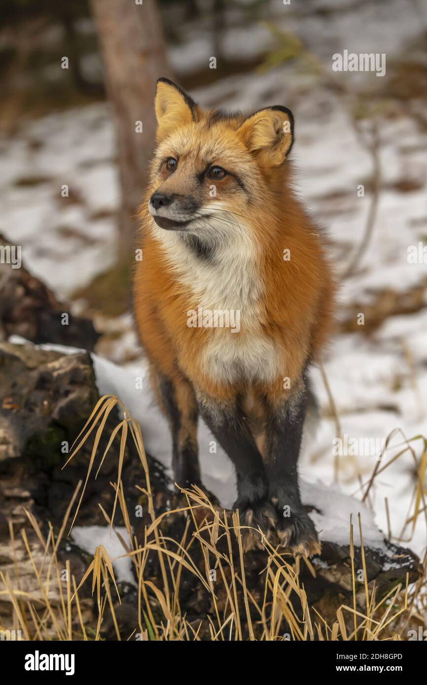 One spotted fox hi-res stock photography and images - Alamy