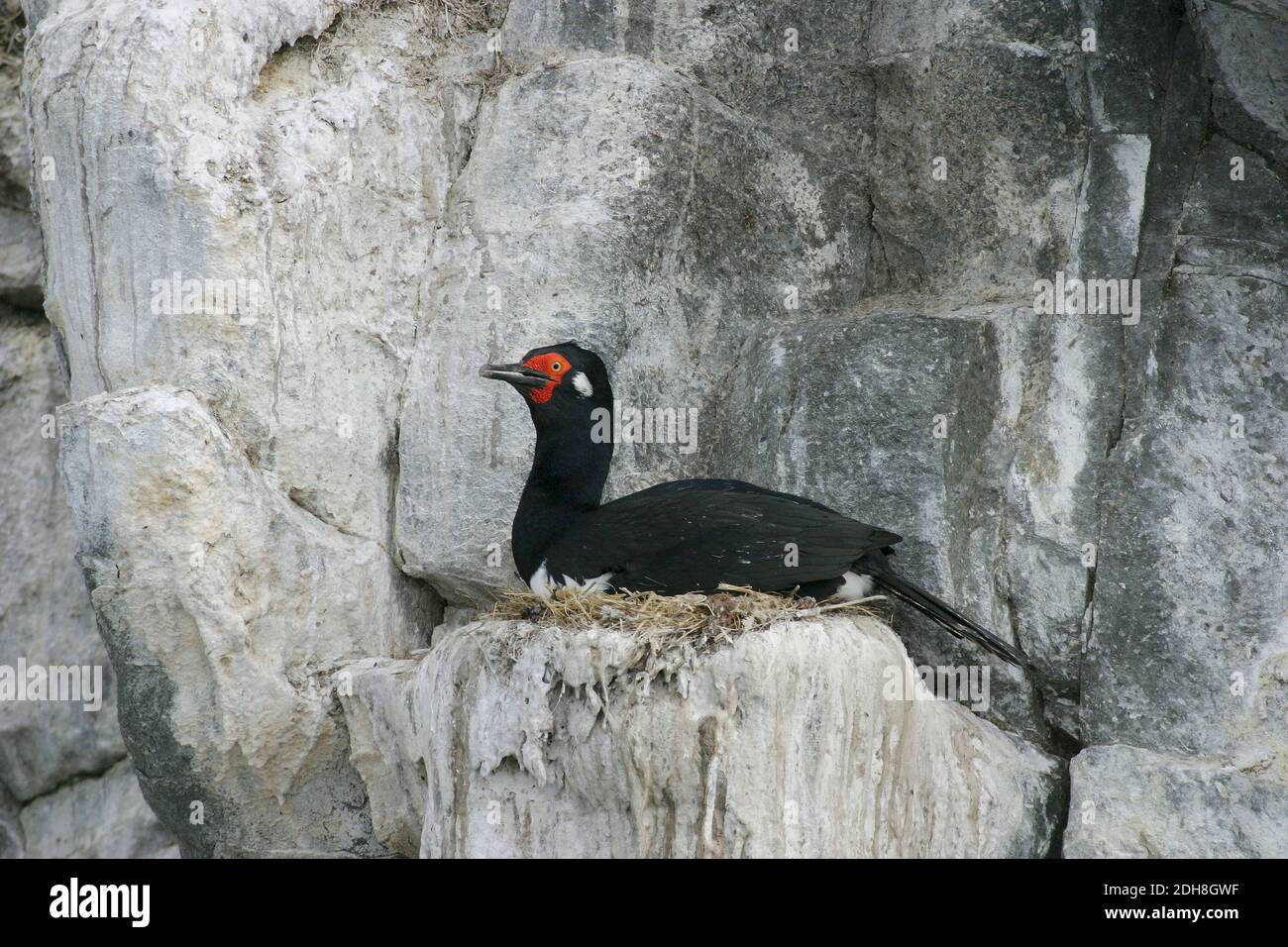 A Rock Shag, Phalacrocorax magellanicus, on nest Stock Photo - Alamy