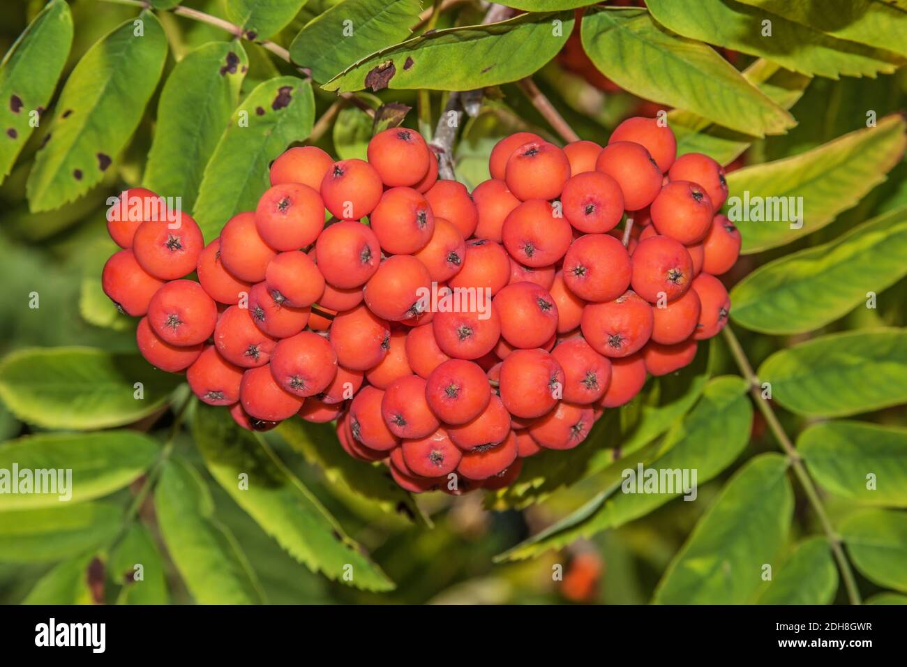 Mountain ash 'Sorbus aucuparia' Stock Photo - Alamy